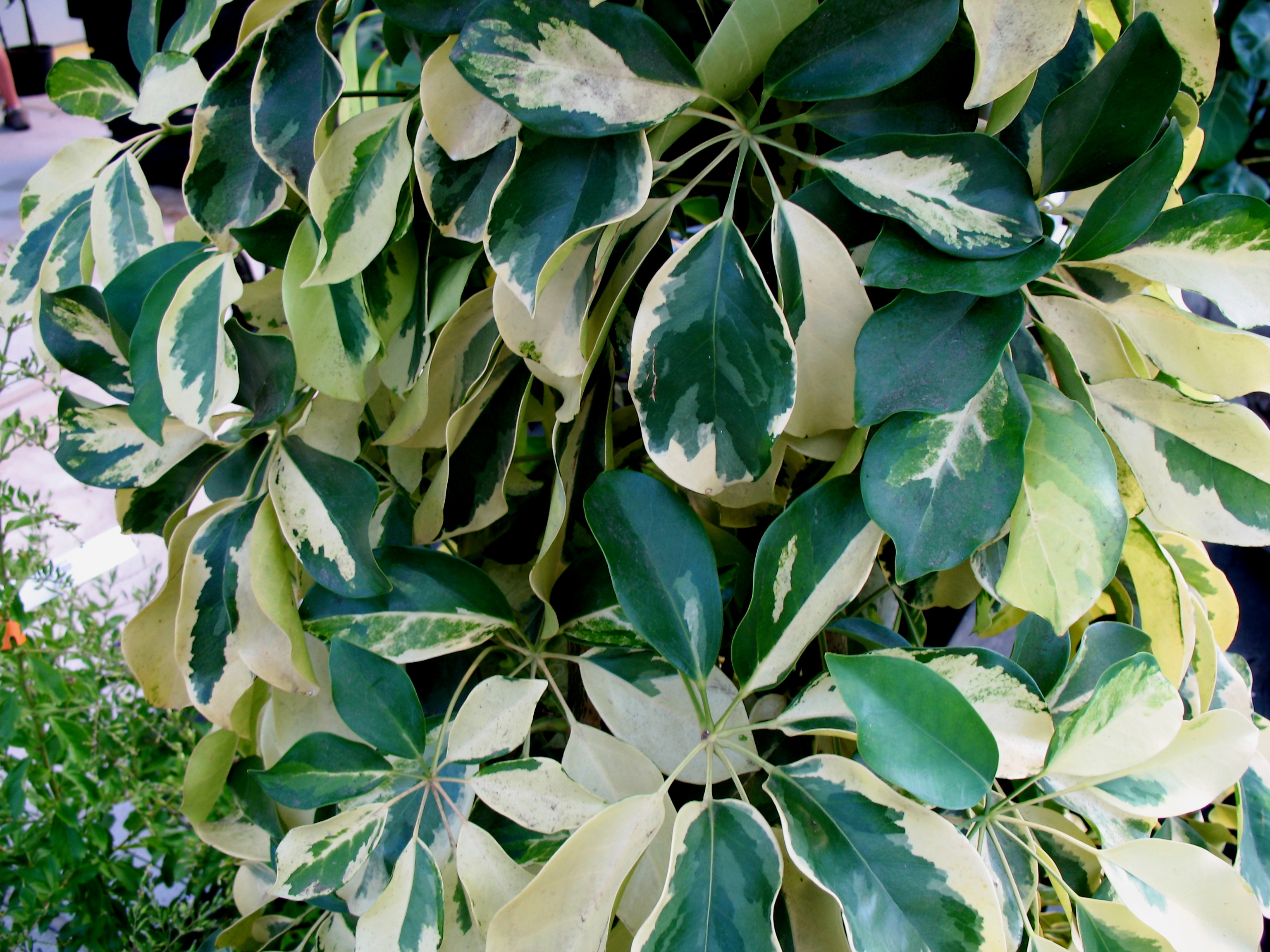 Variegated Schefflera Plant
